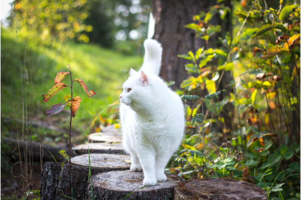 Learn More About Squamous Cell Carcinoma in Cats - Paris Road Animal ...